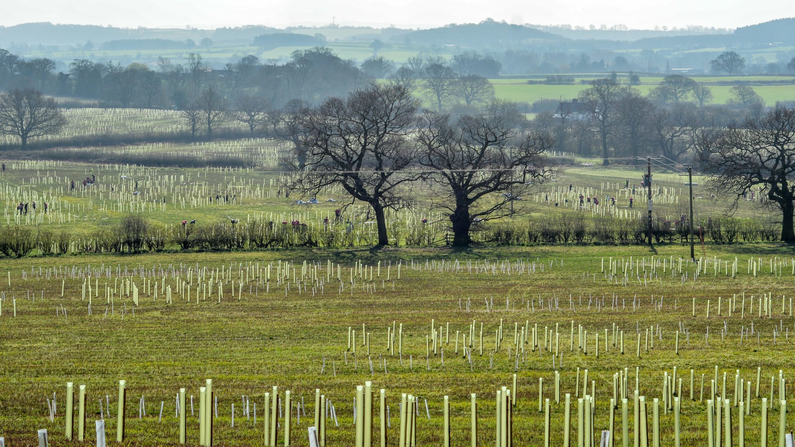 New Native Broadleaf Planting, Heart of England - Royal Forestry Society