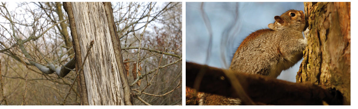 Report Overview: The Cost of Grey Squirrel Damage to Woodland in ...
