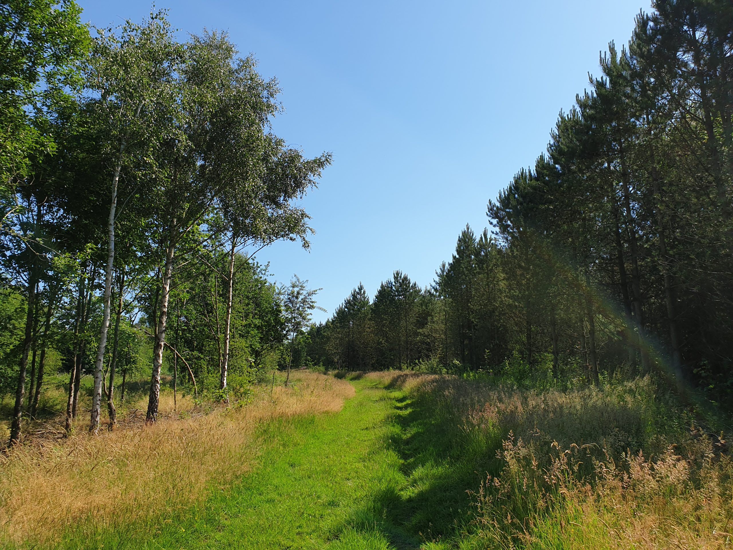 Battram Wood - Royal Forestry Society
