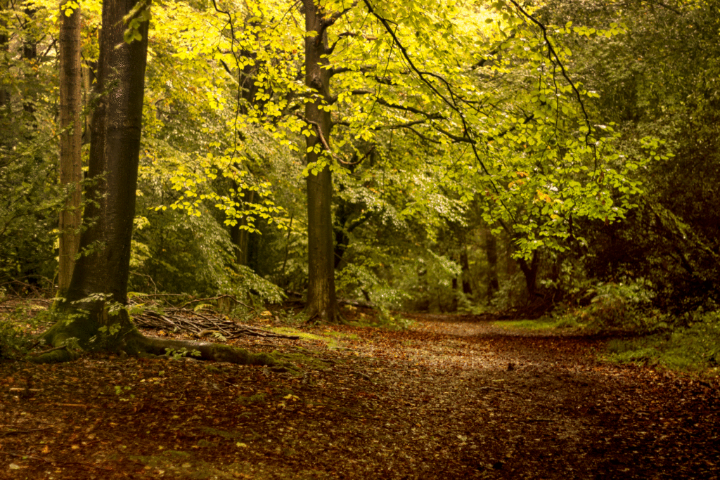 RFS Certificate in Forestry Application Form - Royal Forestry Society