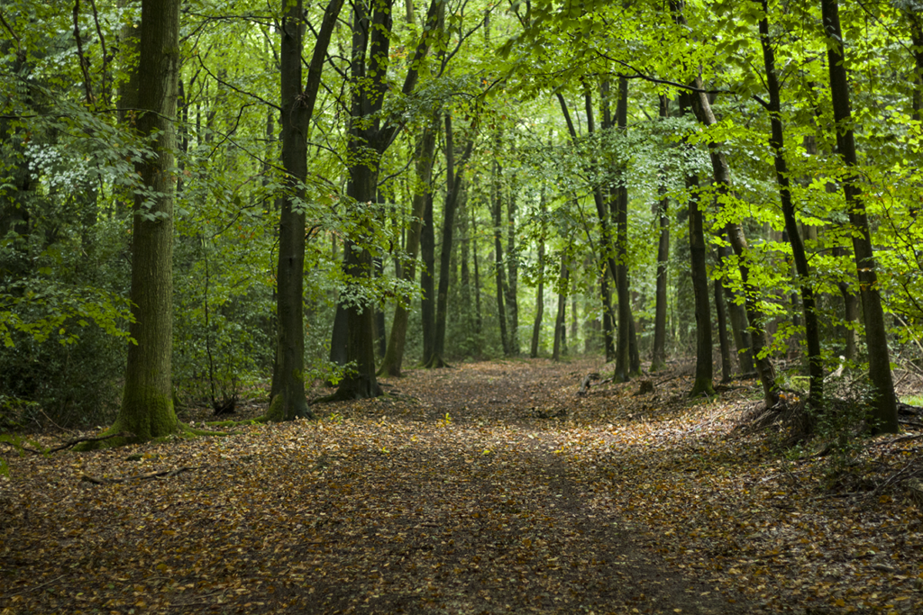 So, you own a woodland? - Royal Forestry Society