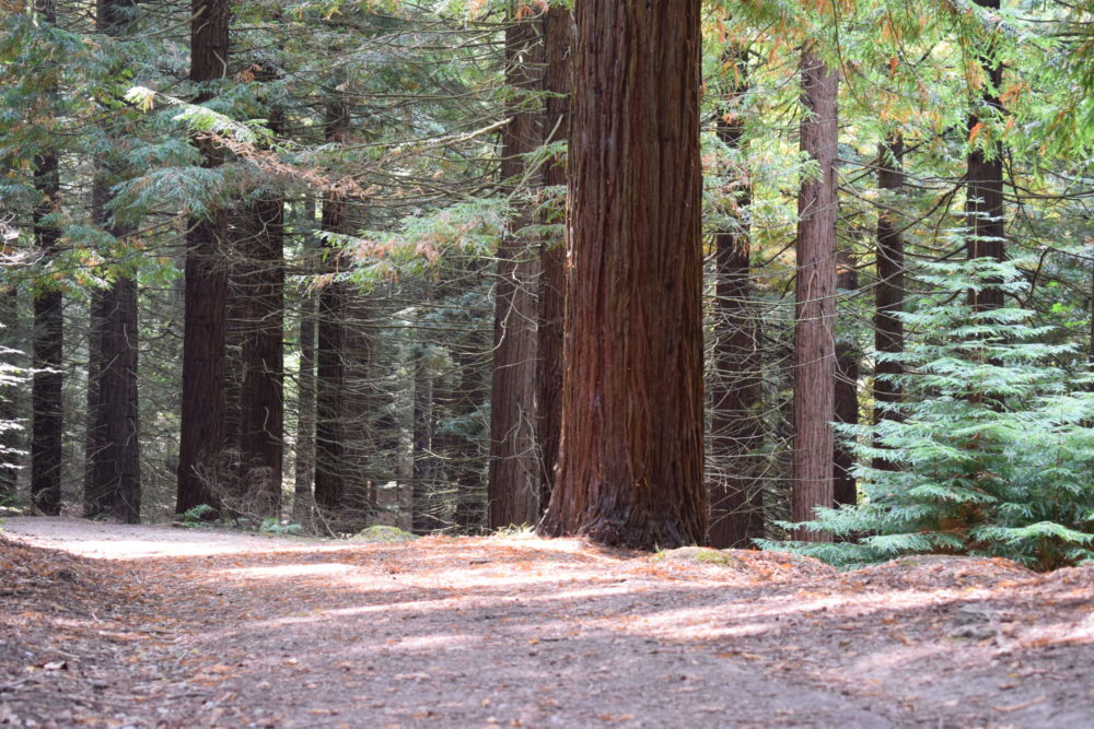 Tremendous Trees - Royal Forestry Society