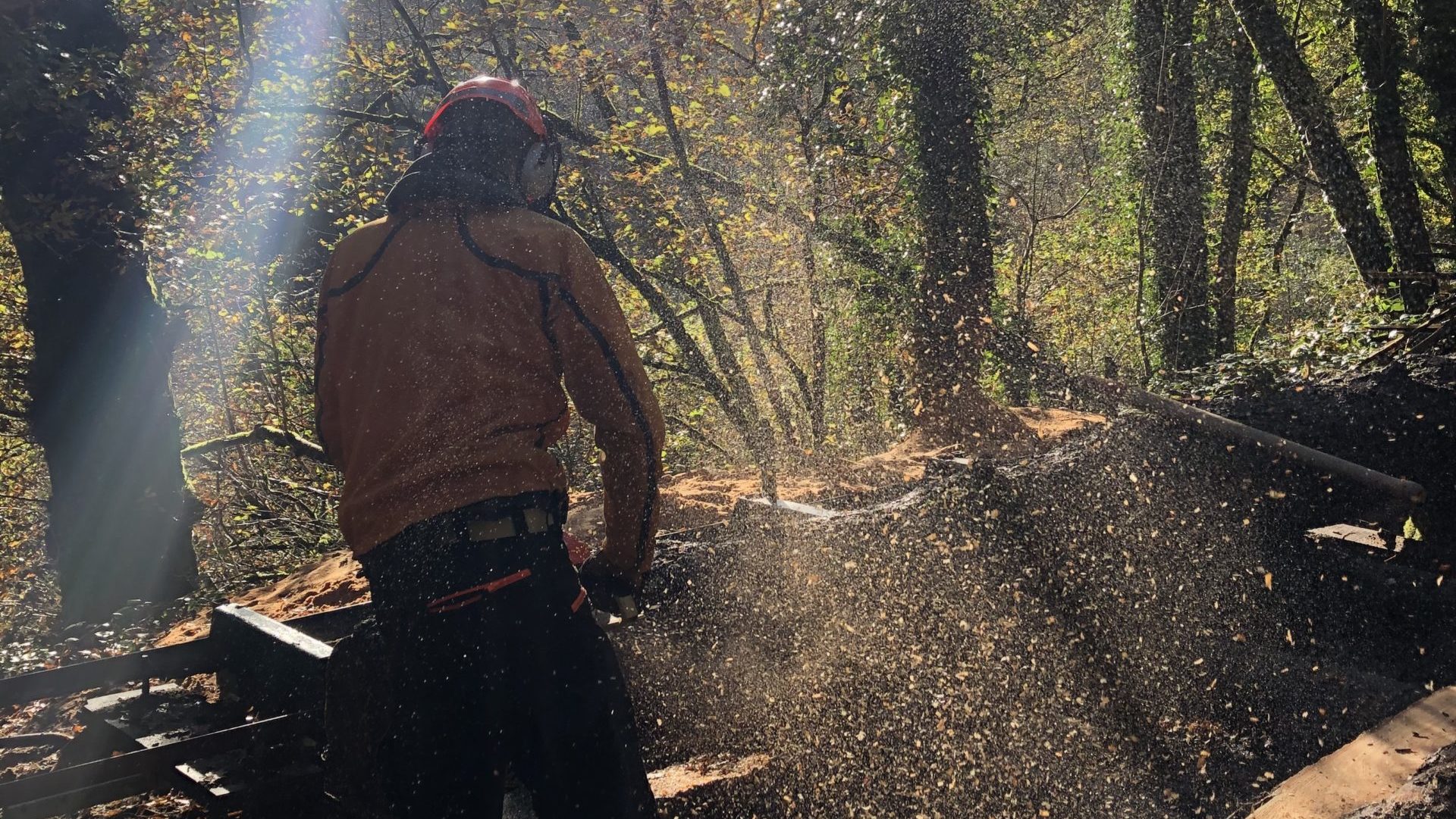 People at Work in the Woods: QJF Photography Winners - Royal Forestry ...