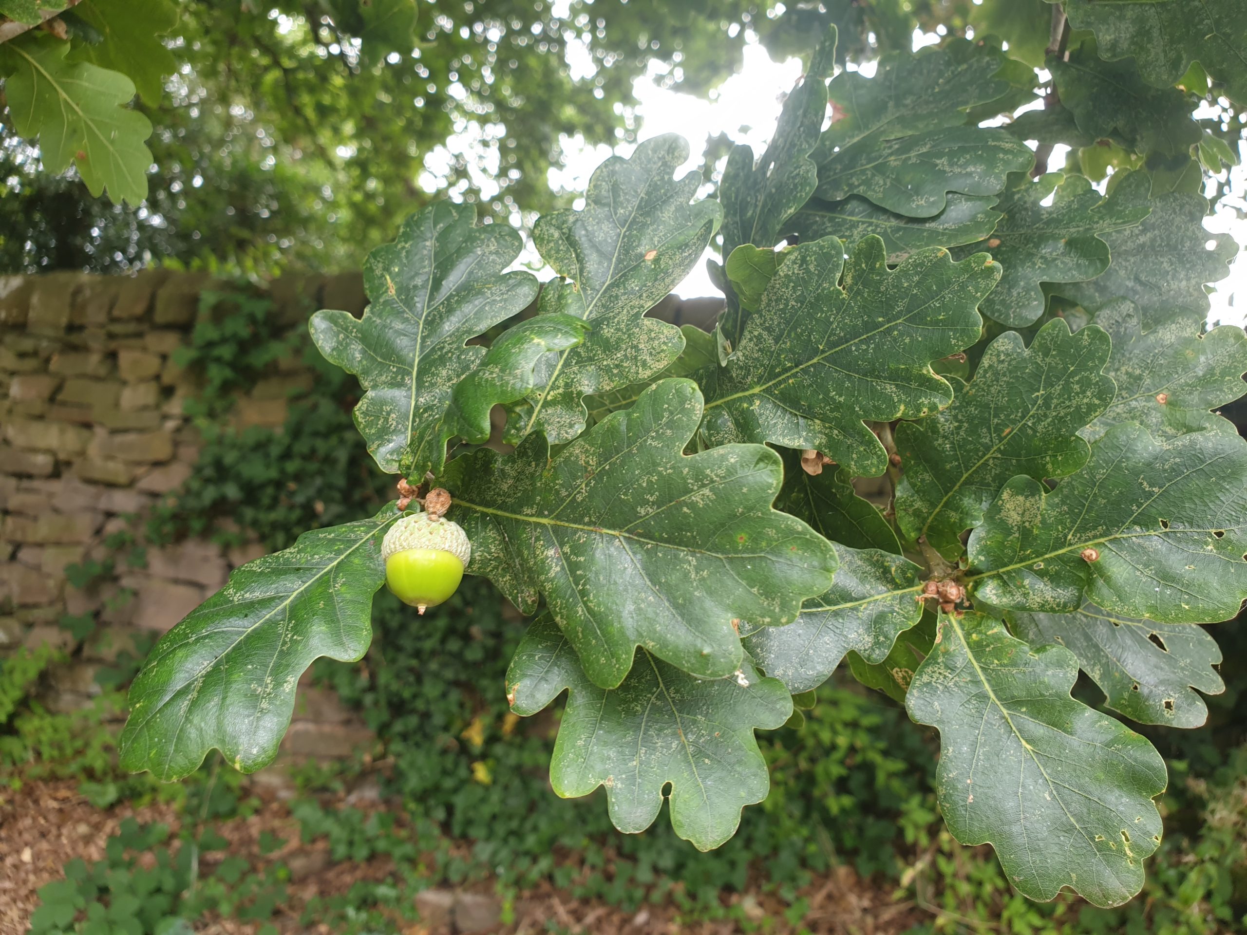 FENE: Tree ID and Tree Health - Royal Forestry Society