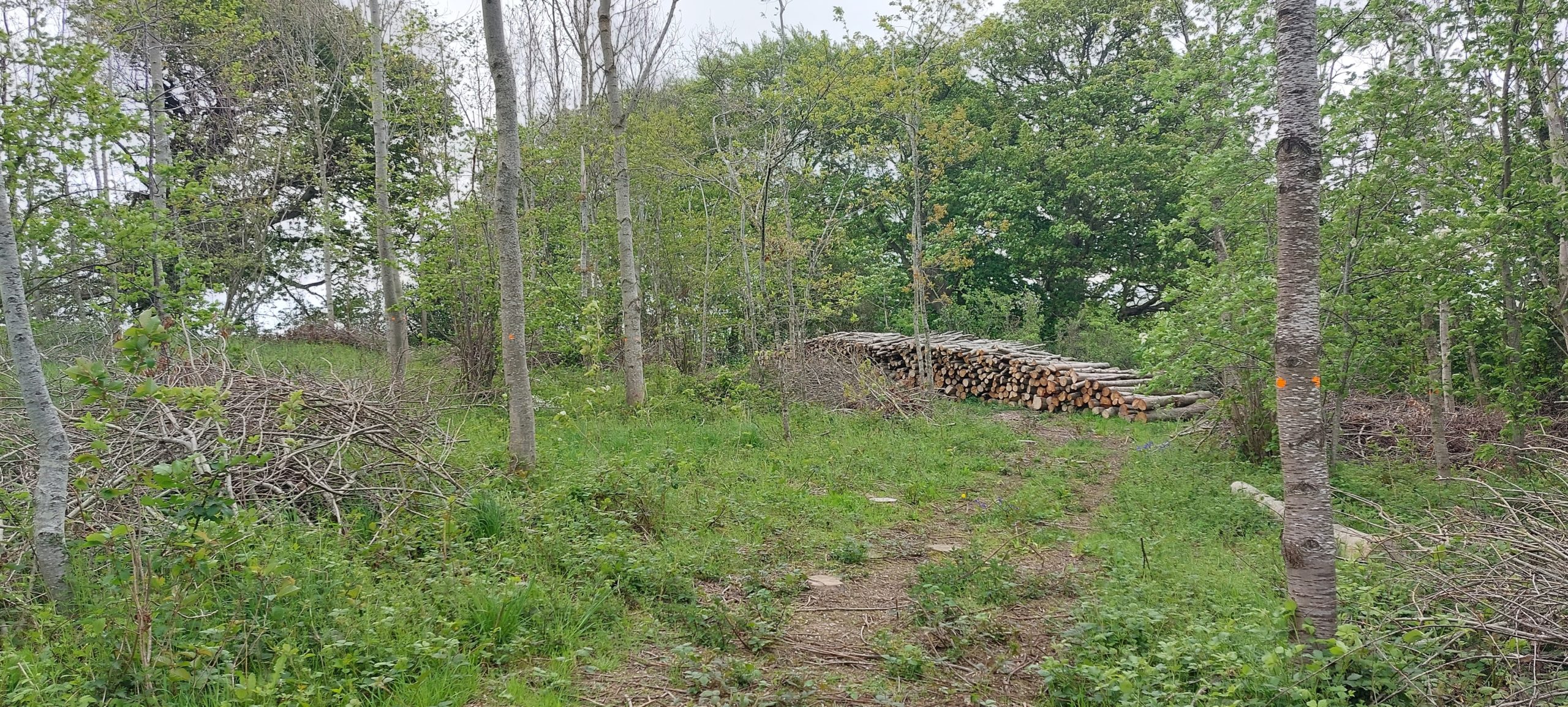 Small and Farm Woodland of the Year Award - Royal Forestry Society