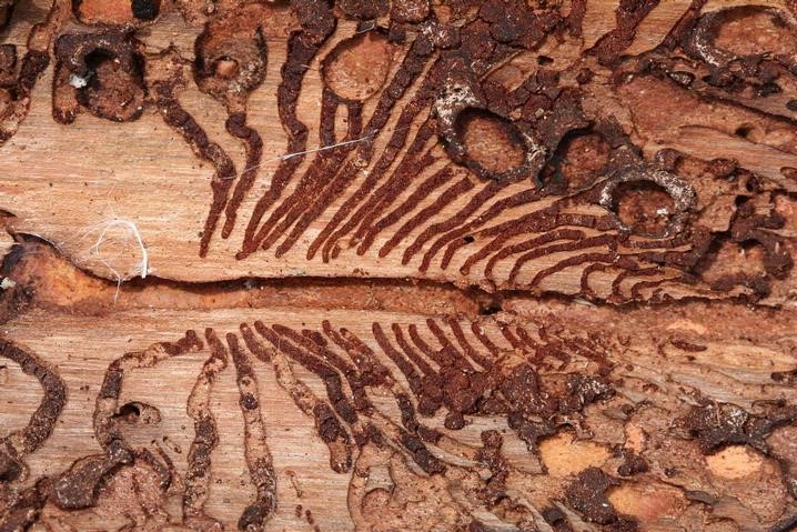 Five surprising things about Ips typographus - Royal Forestry Society