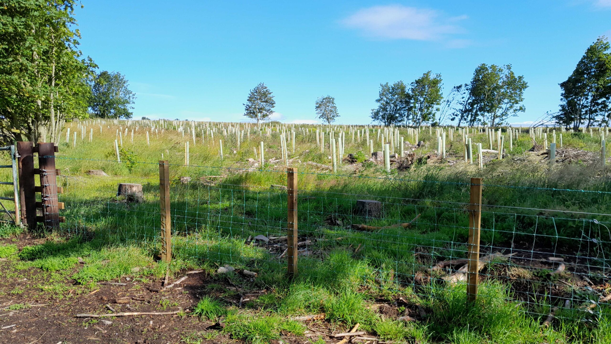 Asap Agroforestry Shelterbelts For An Adapting Agroforestry For