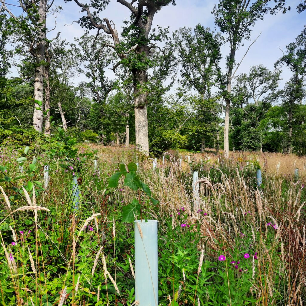 A Productive Template For The Future - Royal Forestry Society