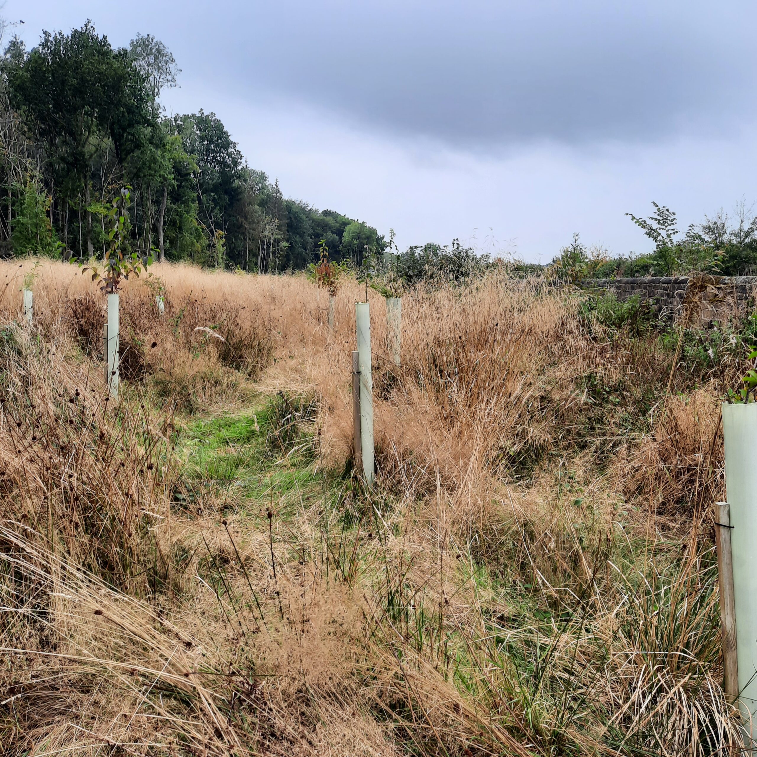 Mixing Things Up in Wall Side Plantation - Royal Forestry Society