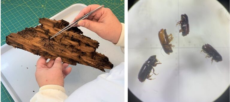 TreeAlert: Enhancing how we monitor tree health - Royal Forestry Society