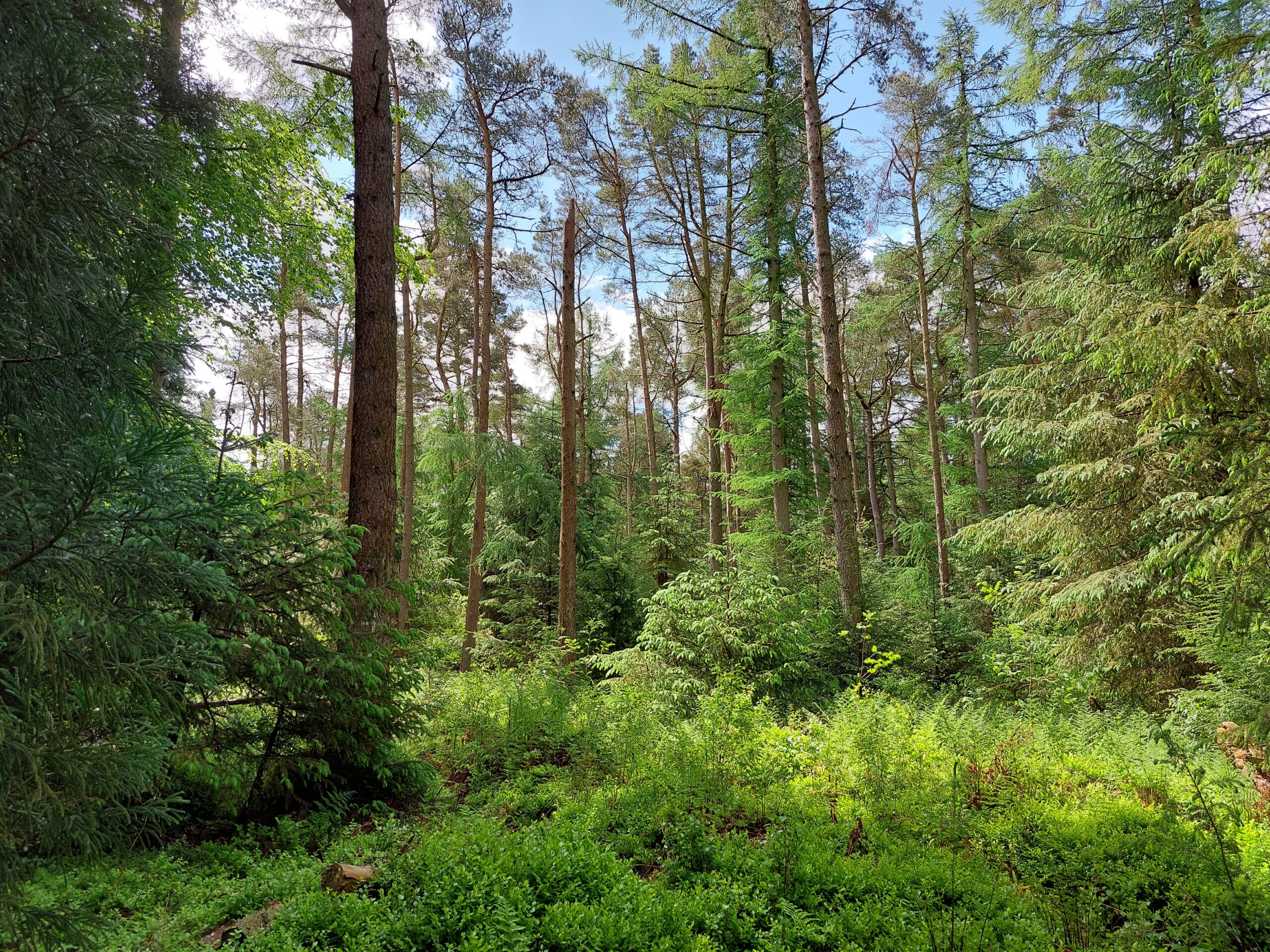 NDG James Memorial Lecture with Dr Eleanor Tew, Head of Forest Planning ...