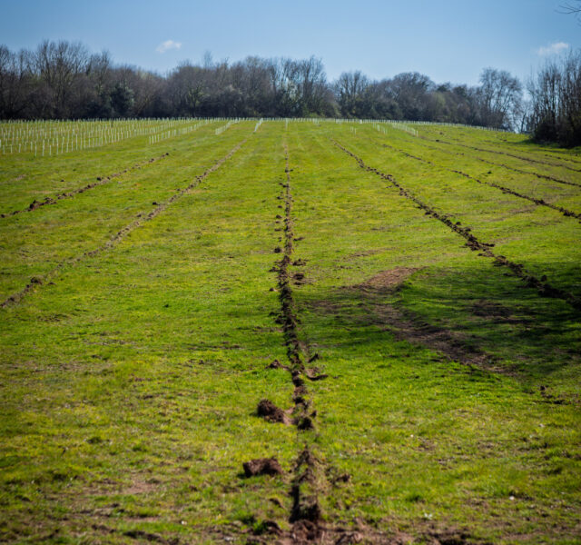 Increasing Understanding of Direct Seeding in UK - Royal Forestry Society