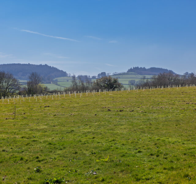 Increasing Understanding of Direct Seeding in UK - Royal Forestry Society