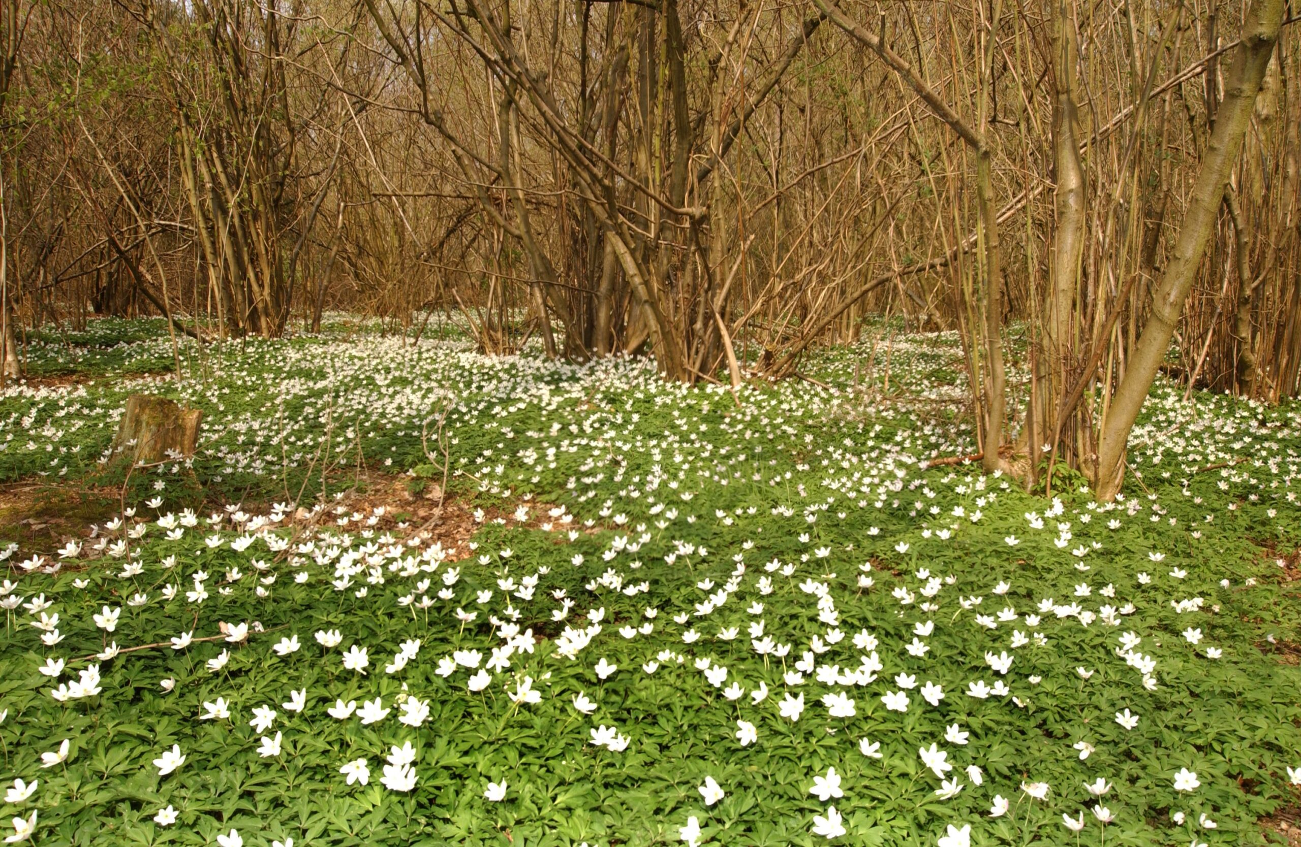 What do your plants tell you about your woodland? - Royal Forestry Society