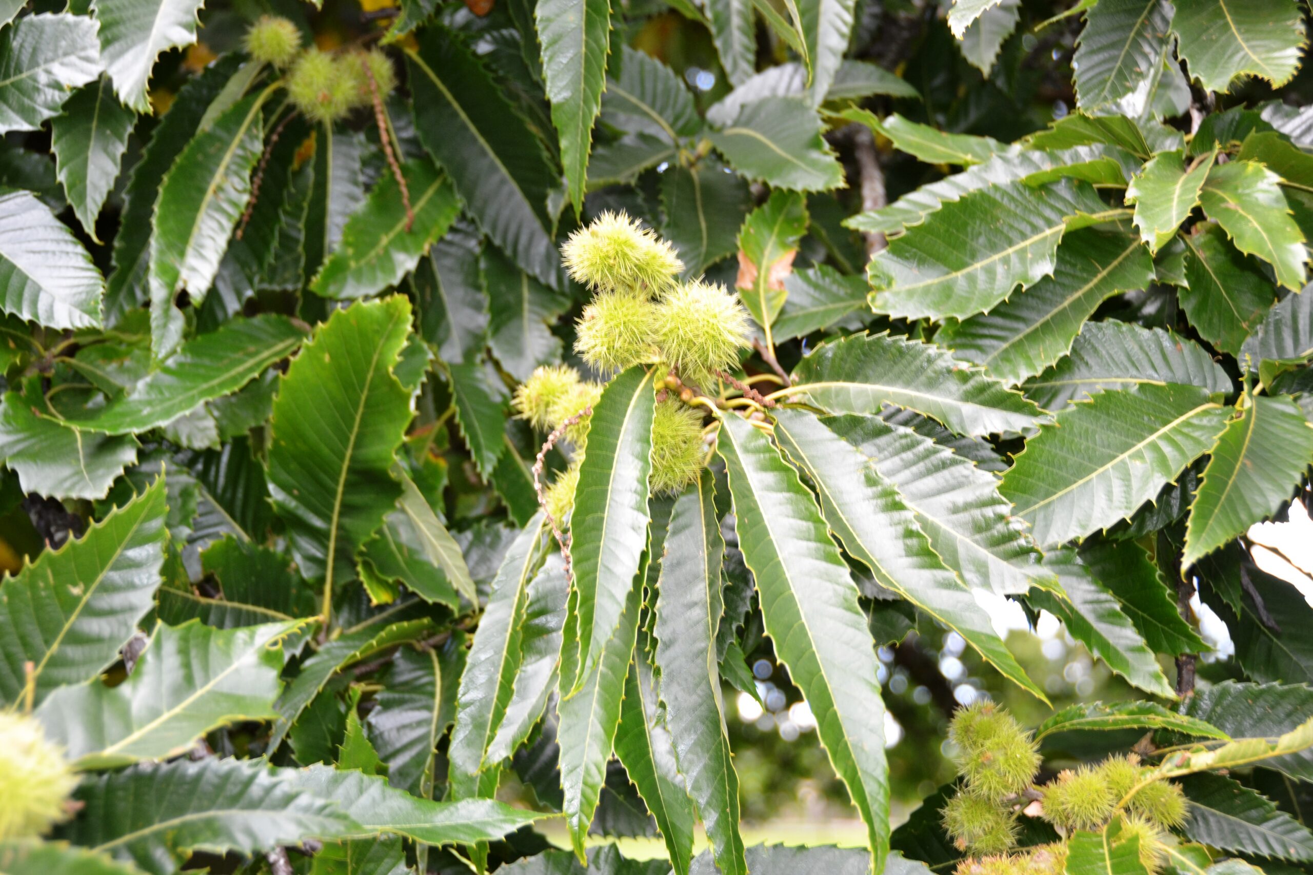 Forestry Commission update on sweet chestnut blight outbreak - Royal ...